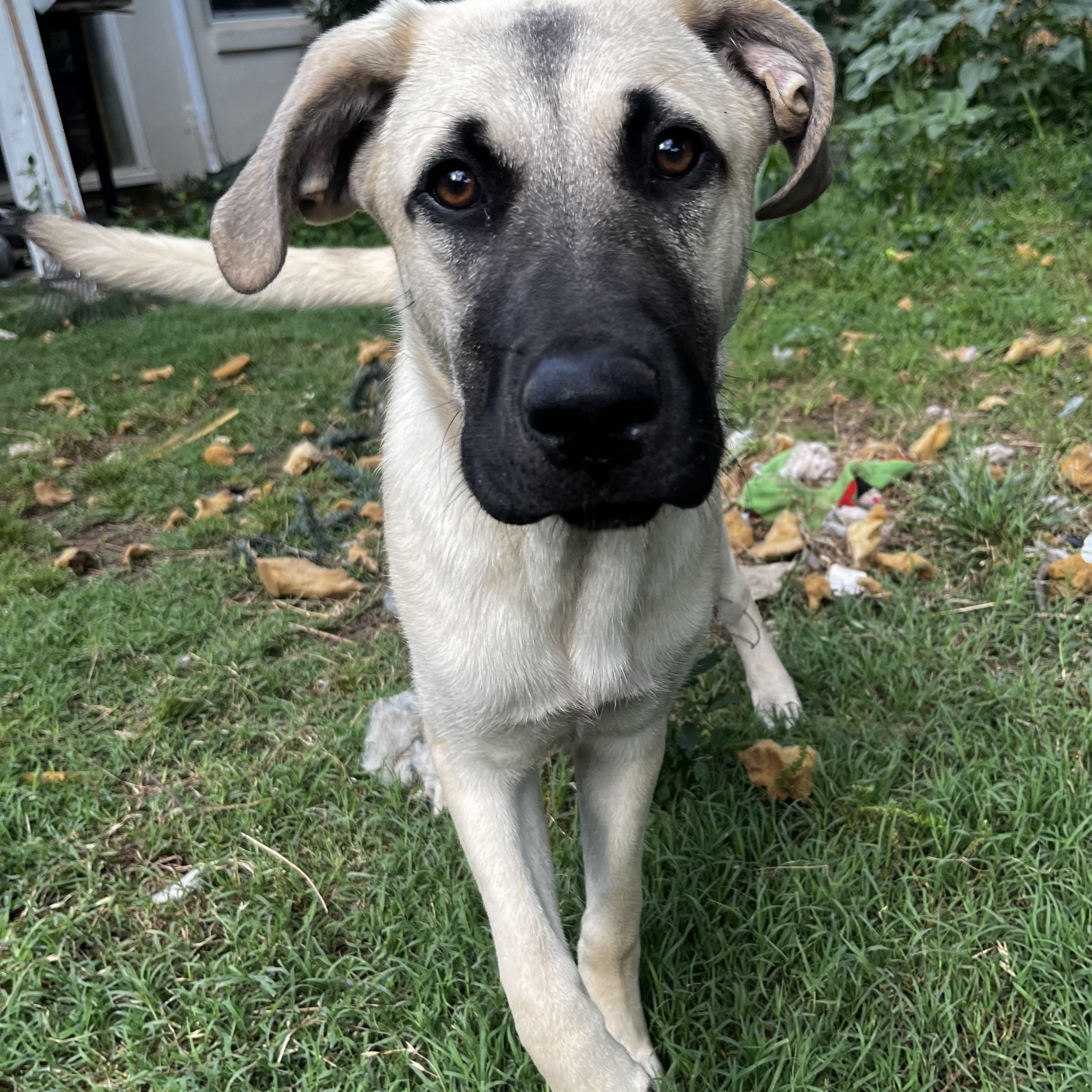 Dog for adoption - Ari, a Mastiff & Anatolian Shepherd Mix in Taos, NM ...