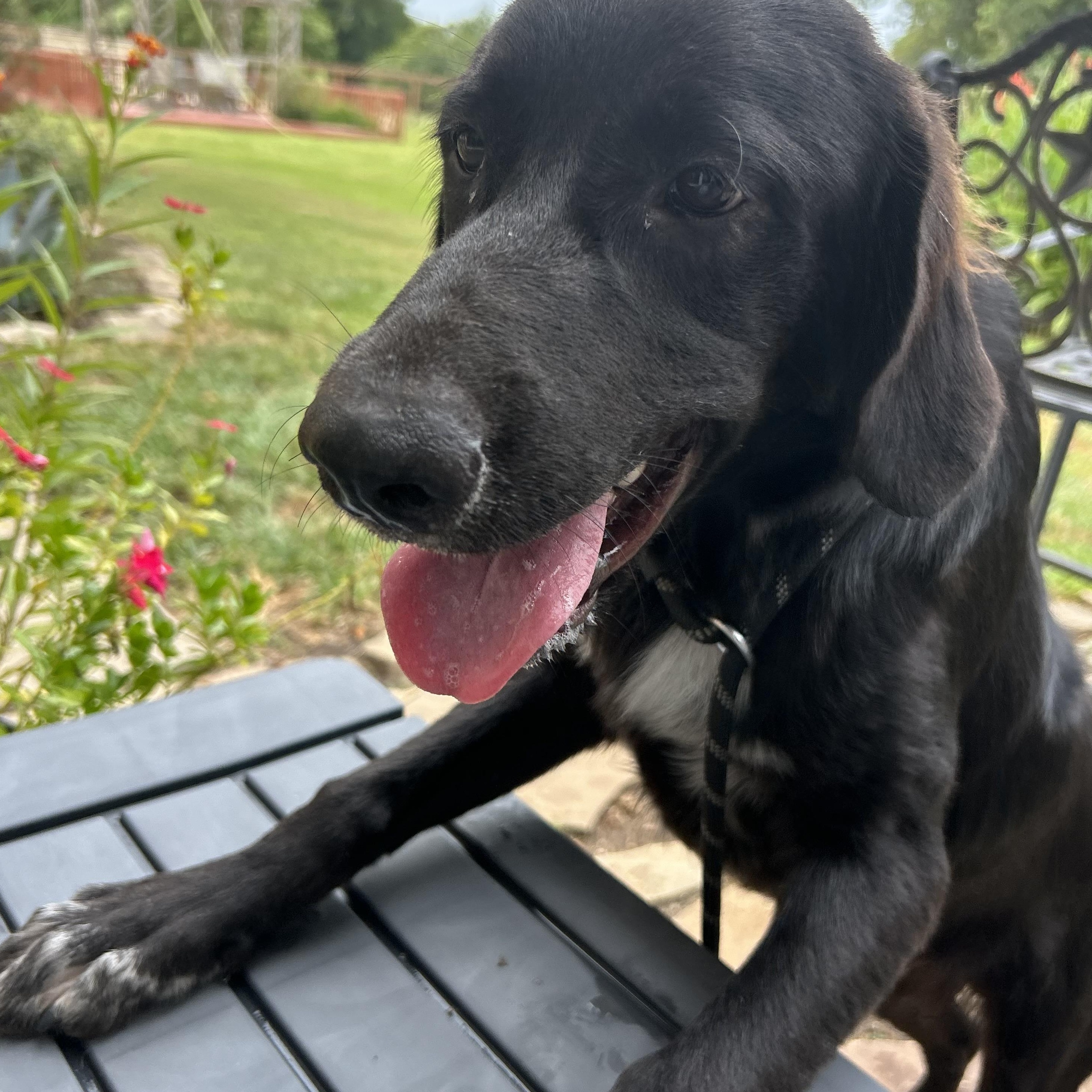 Dog for adoption - Lightning, a Black Labrador Retriever & Flat-Coated ...