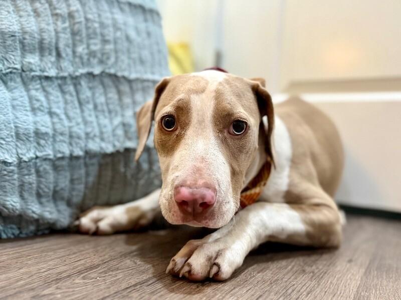 Dog for adoption - Sally So Sweet Carroll, a Pit Bull Terrier ...