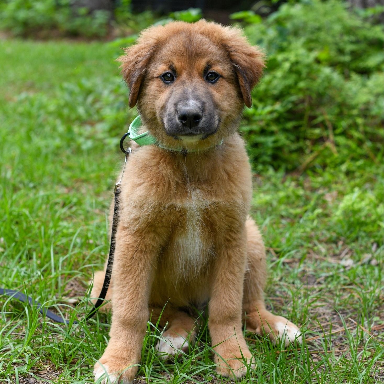 Dog for adoption - Floyd, a Collie Mix in Argyle, NY | Petfinder