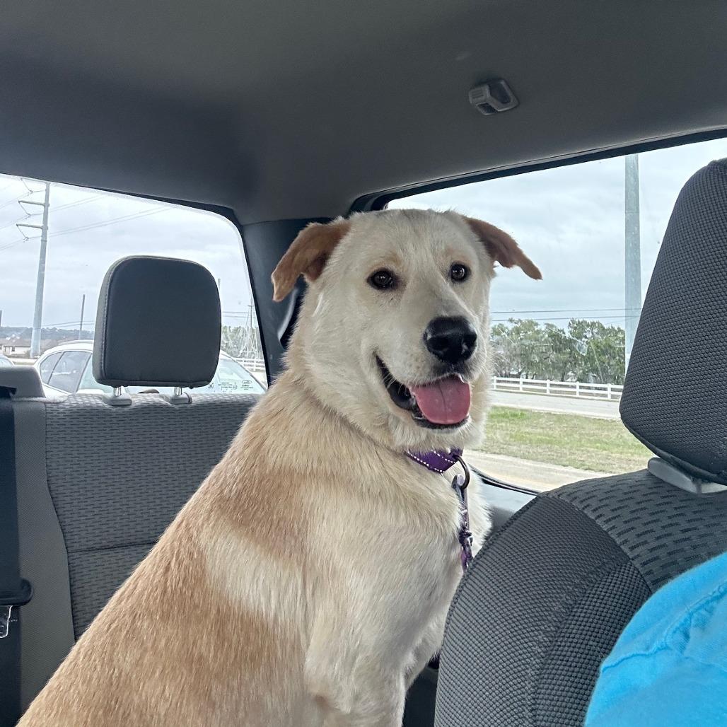 Dog for adoption - Wiley, a Labrador Retriever Mix in Houston, TX ...