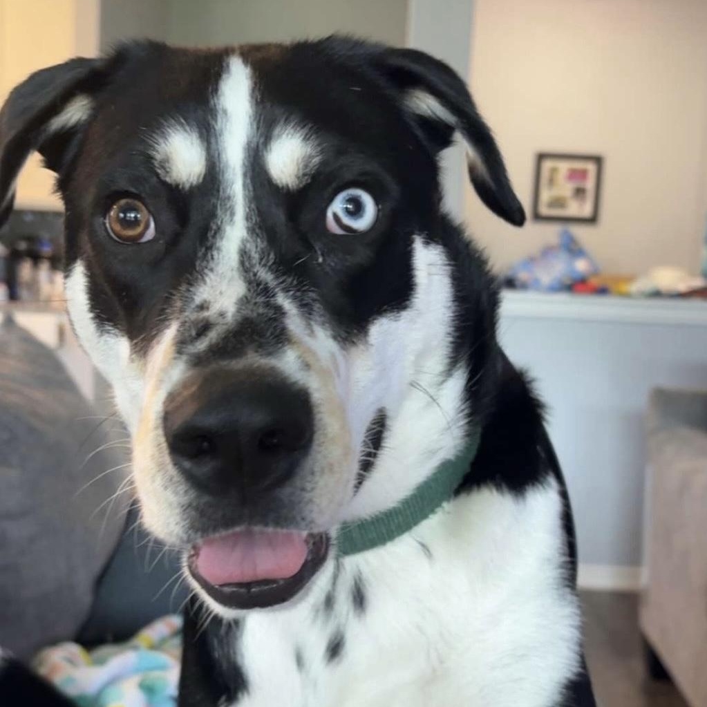 Dog for adoption - Timber, a Labrador Retriever & Australian Shepherd ...