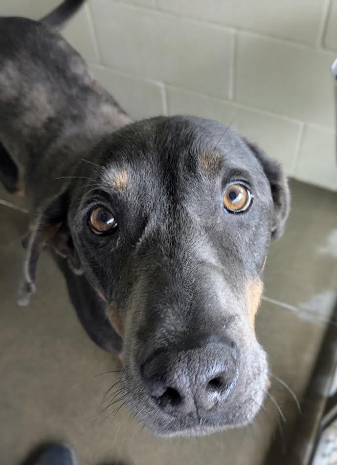 Dog for adoption - Howdy-Doo and Buckeroo, a Mixed Breed in Bellingham ...