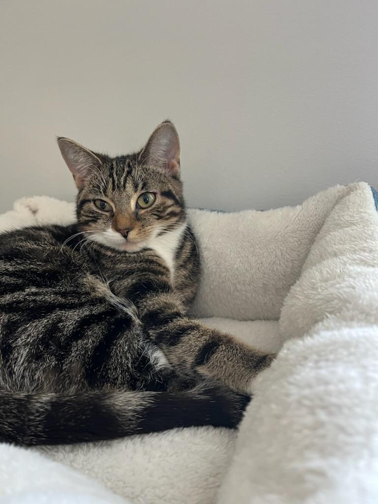 Cat for adoption - Lila, a Domestic Short Hair in Watchung, NJ | Petfinder