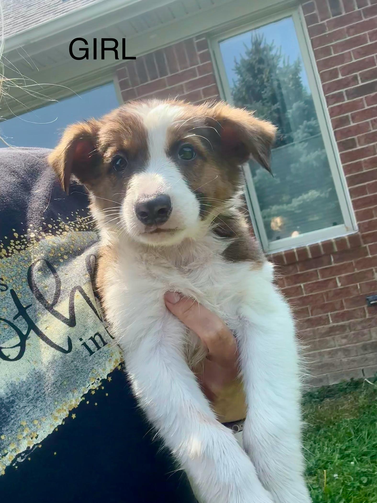 Dog for adoption - Lola and Lassie, an English Shepherd & Border Collie ...