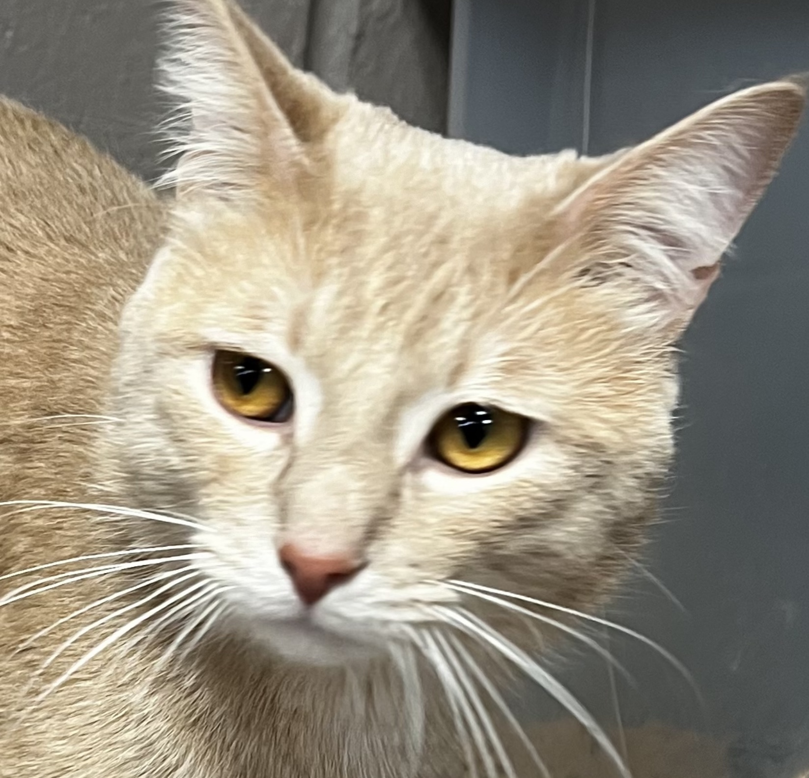 Cat for adoption - Booger, a Domestic Short Hair in Sault Sainte Marie ...
