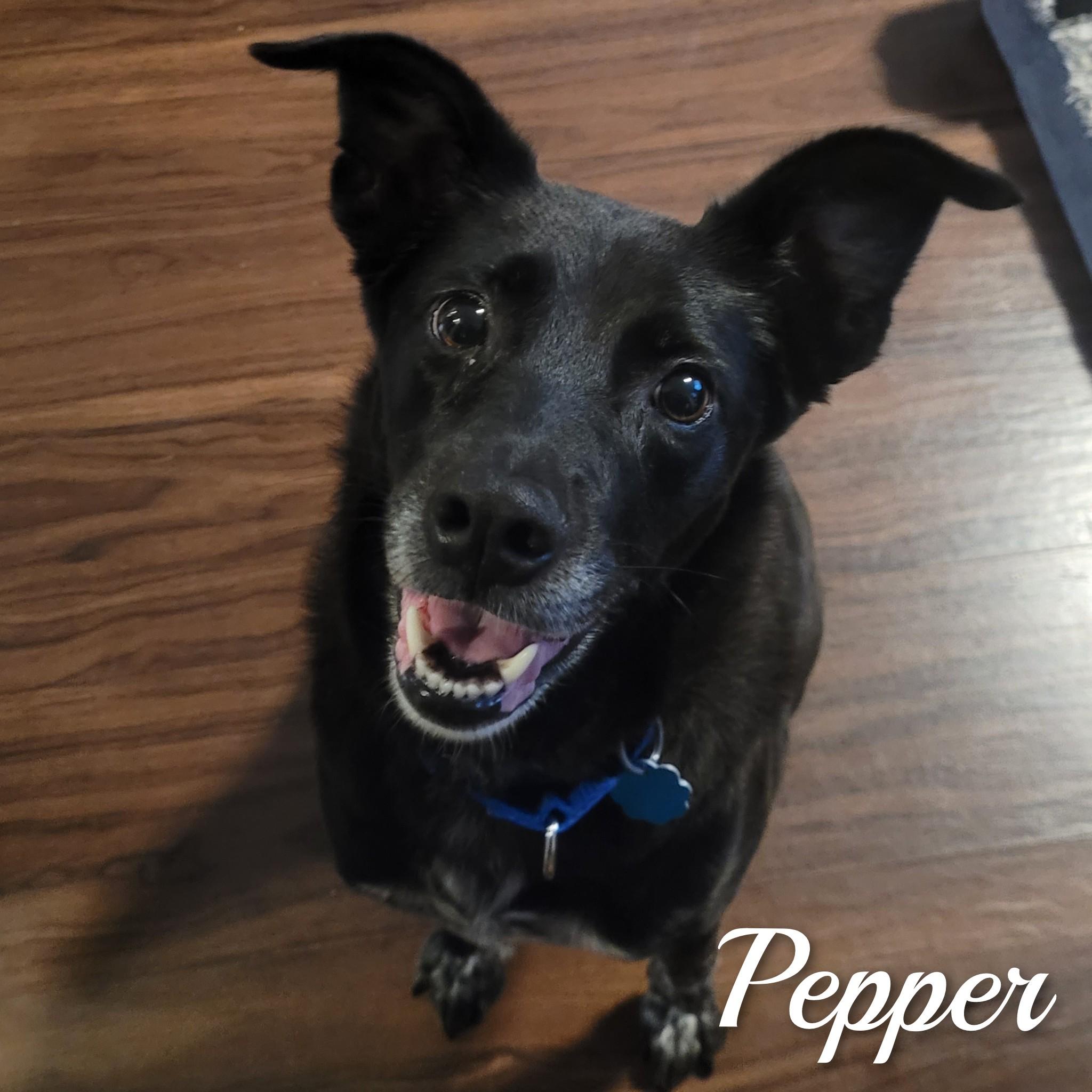 Dog for adoption - Pepper, a Labrador Retriever & English Pointer Mix in Bayside, NY | Petfinder