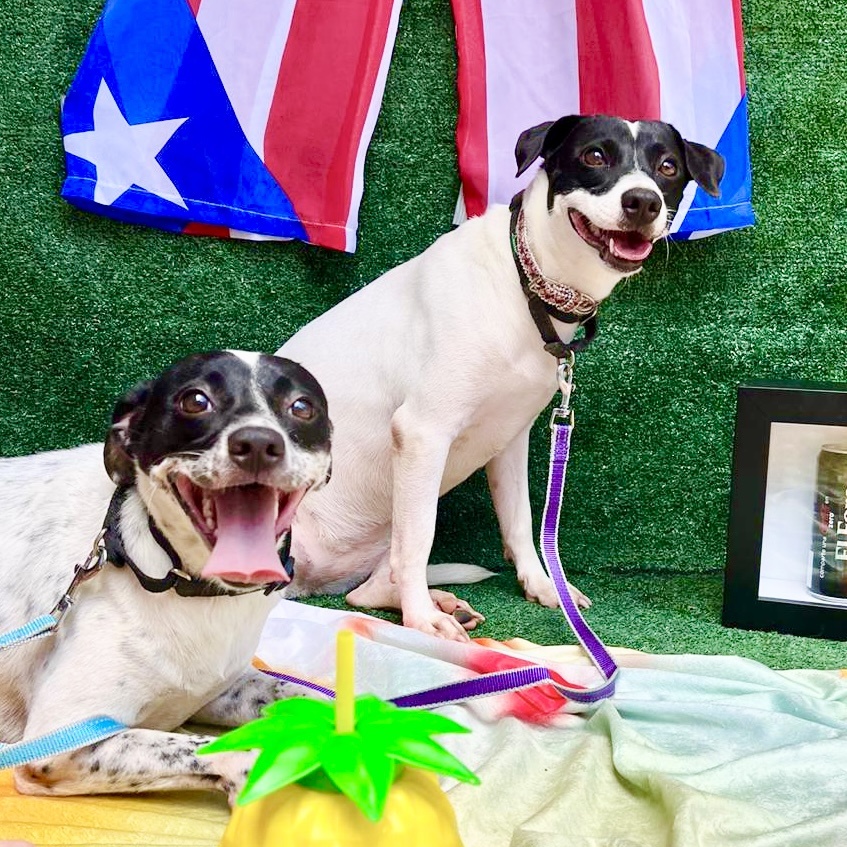 Dog for adoption - Thelma & Louise, a Pointer & Rat Terrier Mix in ...