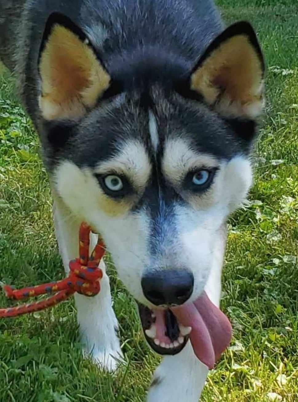 Dog for adoption - Nanook, a Siberian Husky & Husky Mix in Seville, OH ...