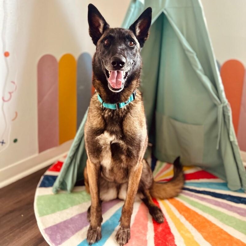 Dog for adoption - Rhea the Perfect Perfect Girl, a Belgian Shepherd ...