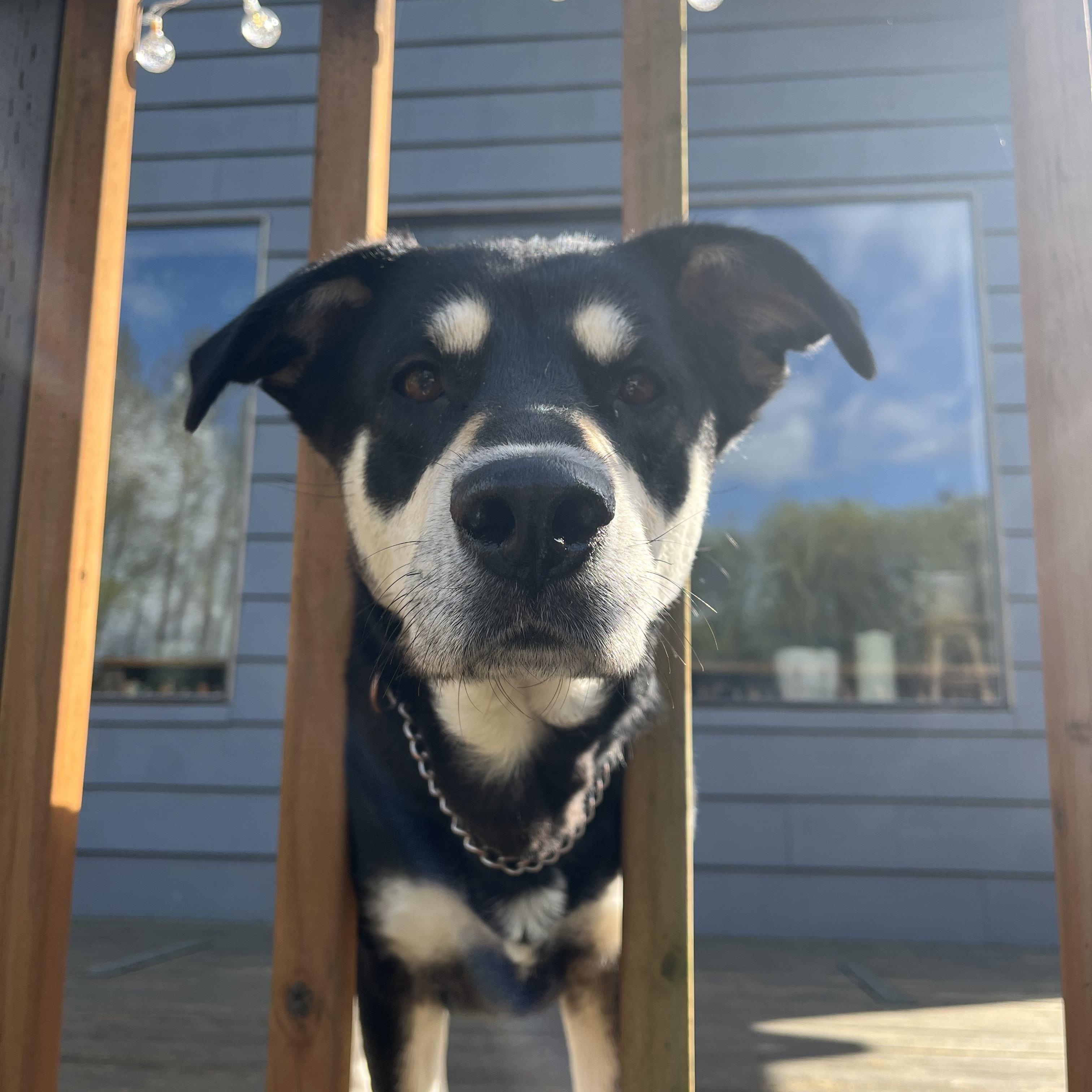 Dog for adoption - Tabitha, a Shepherd Mix in Port Angeles, WA | Petfinder
