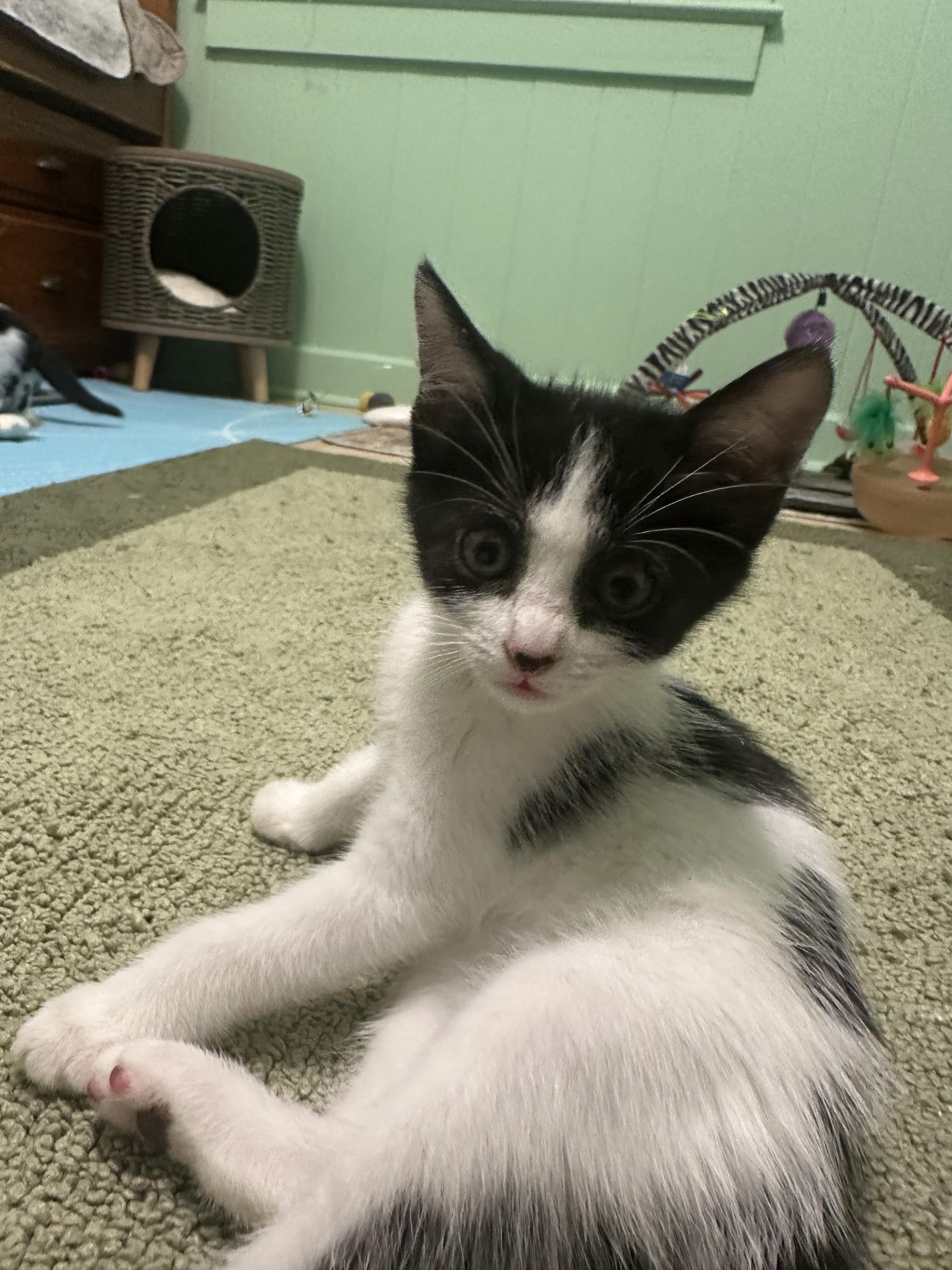 Cat for adoption - Angel, a Domestic Short Hair in Honolulu, HI | Petfinder