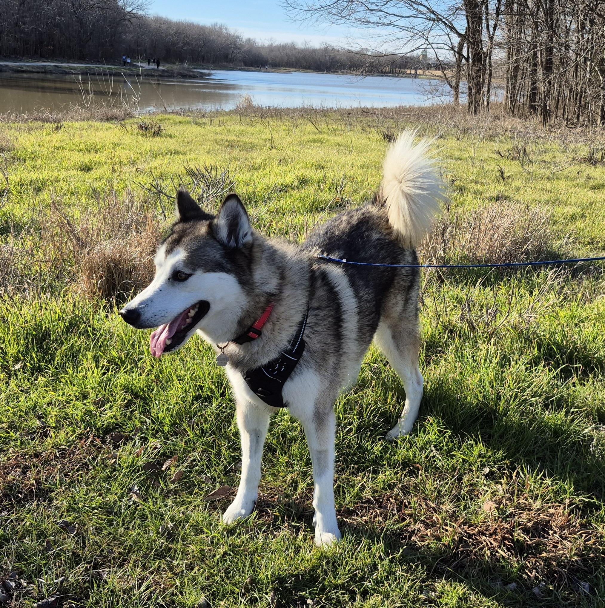 Dog for adoption - Rose, a Siberian Husky & Alaskan Malamute Mix in ...