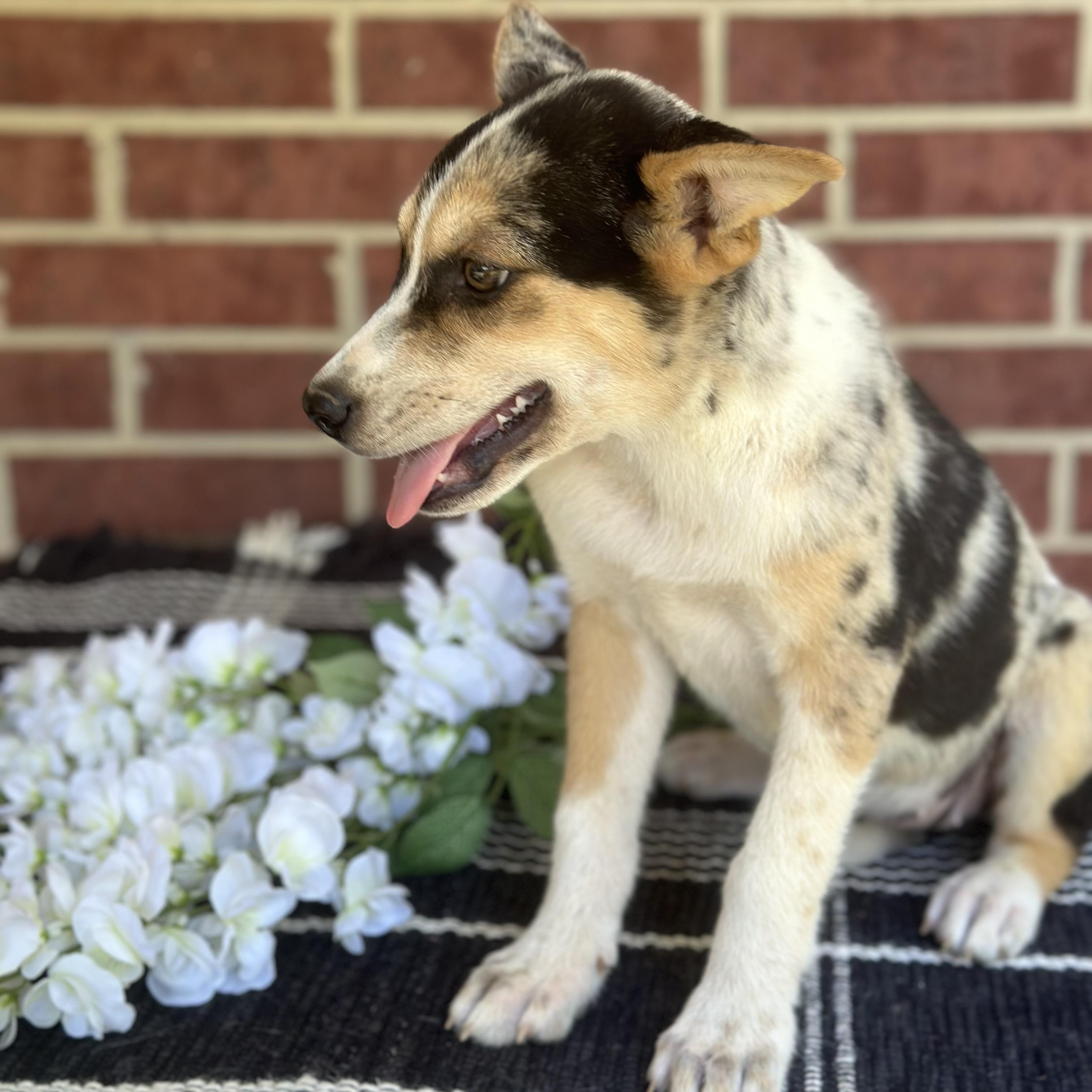 Dog for adoption - Elsa, an Australian Shepherd & Australian Cattle Dog ...