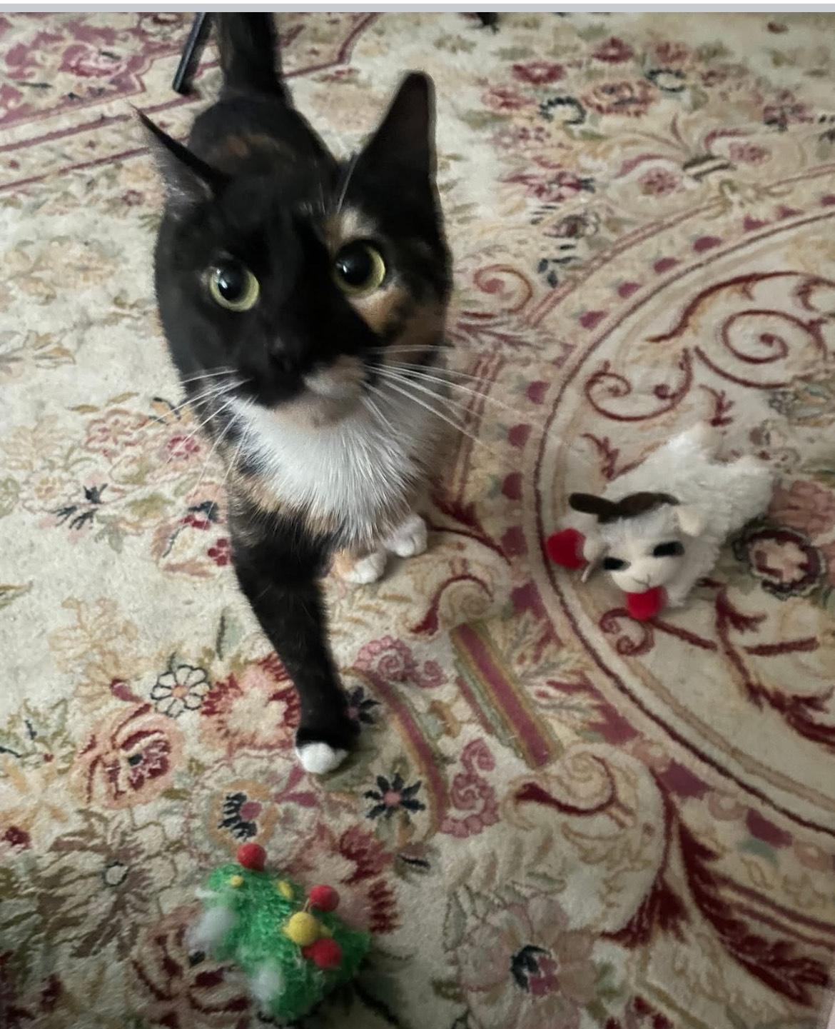 Cat for adoption - Clover, a Domestic Short Hair in Philadelphia, PA ...
