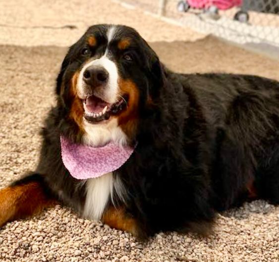 Dog for adoption - Bailey, a Bernese Mountain Dog in Mead, CO | Petfinder