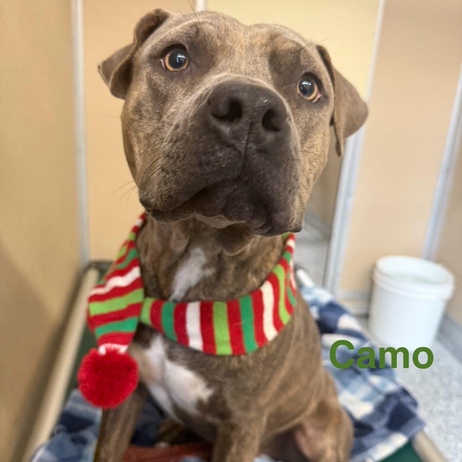 Camo - Adoptable Pet | Petfinder | Petfinder