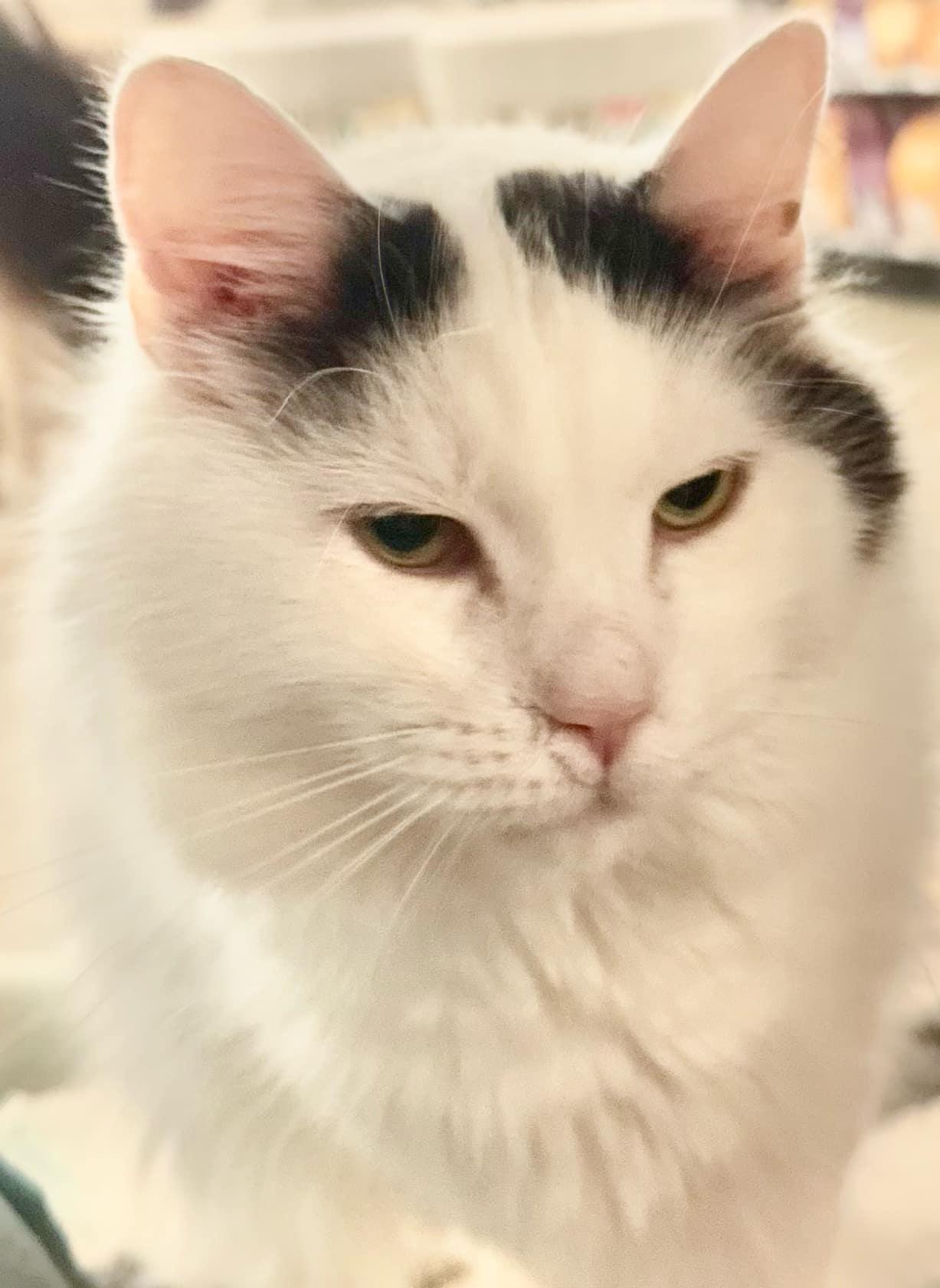 Cat for adoption - Jafar, a Domestic Medium Hair in Lewis Center, OH ...