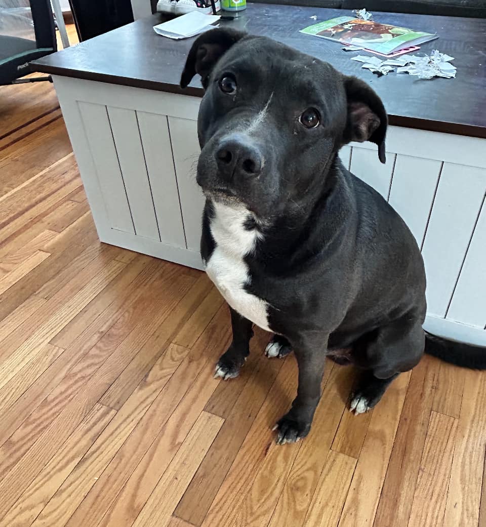 Pennsylvania Dog Adoptions | Dogs for Adoption in PA