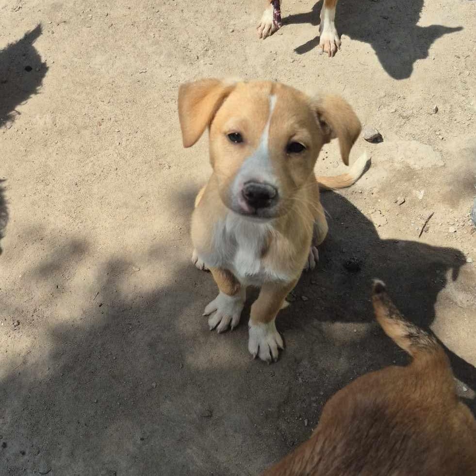 Dog for adoption - Henry, a Mixed Breed in Puyallup, WA | Petfinder