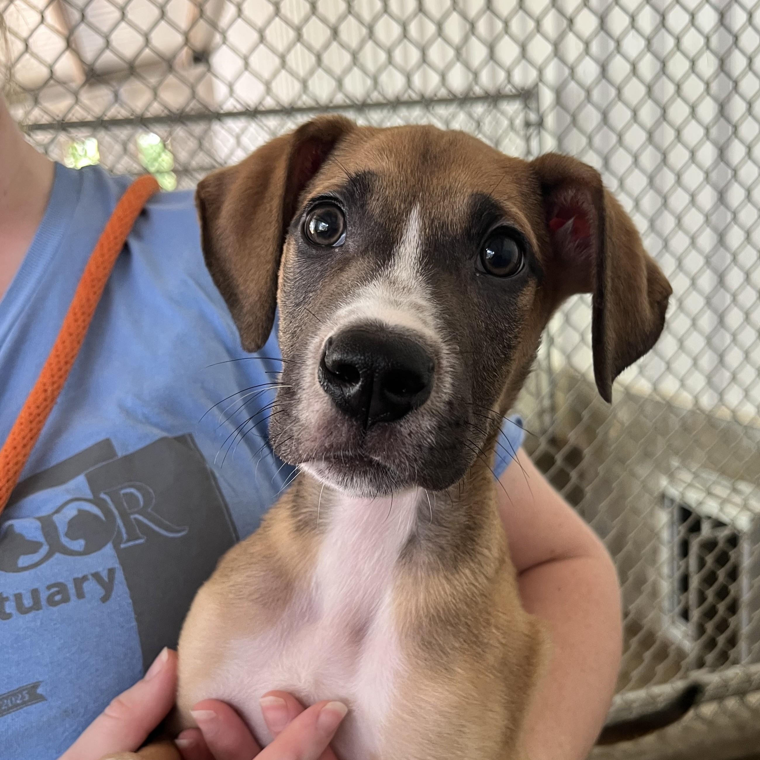 Dog for adoption - Huff, a Mixed Breed in House Springs, MO | Petfinder