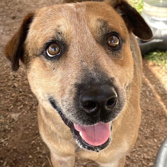 Dog for adoption - Tucker, a Shepherd & Black Mouth Cur Mix in Onalaska ...