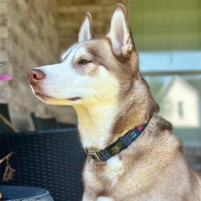 Dog for adoption - Aries the mighty chill boy!, a Husky & Siberian ...