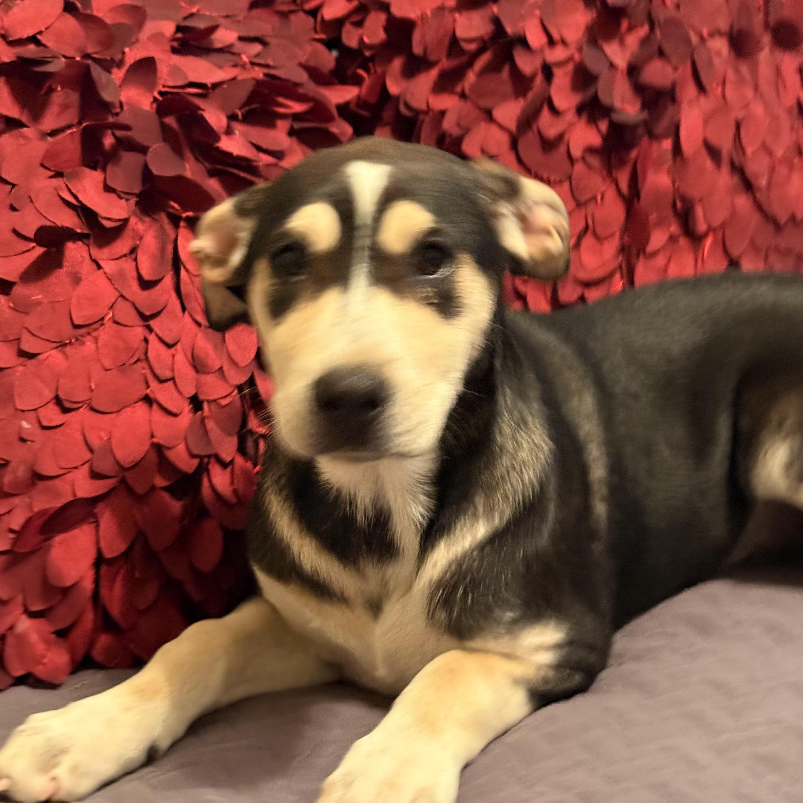 Dog for adoption - Mona Lisa, a Husky & Coonhound Mix in Sheboygan, WI ...