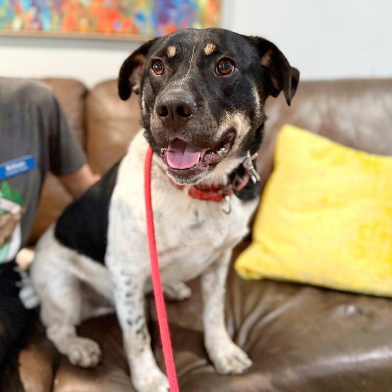 Dog for adoption - Monty Moo Cow, an Australian Cattle Dog / Blue ...