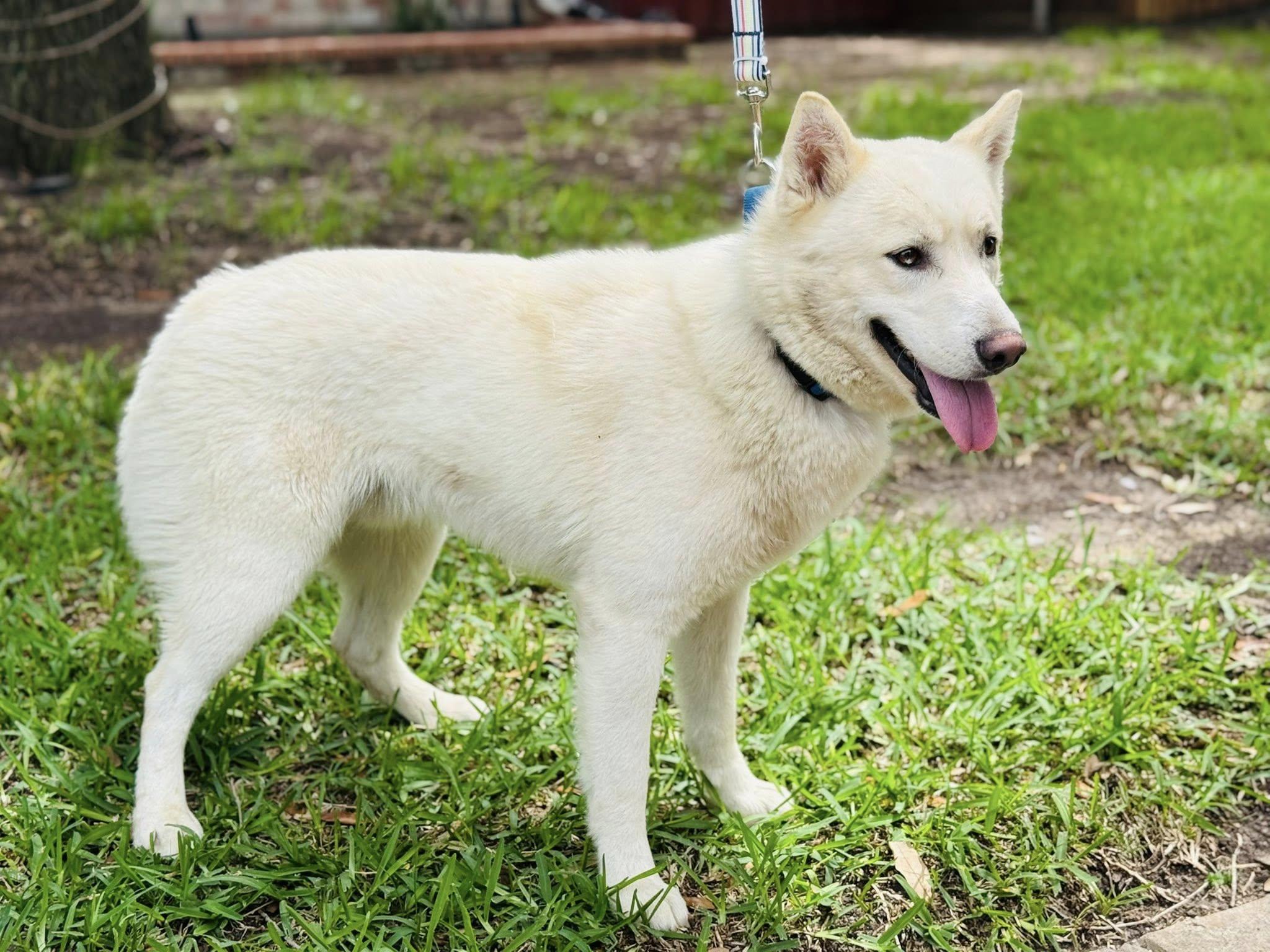 Dog for adoption - Ghost, a Siberian Husky in Portage, WI | Petfinder