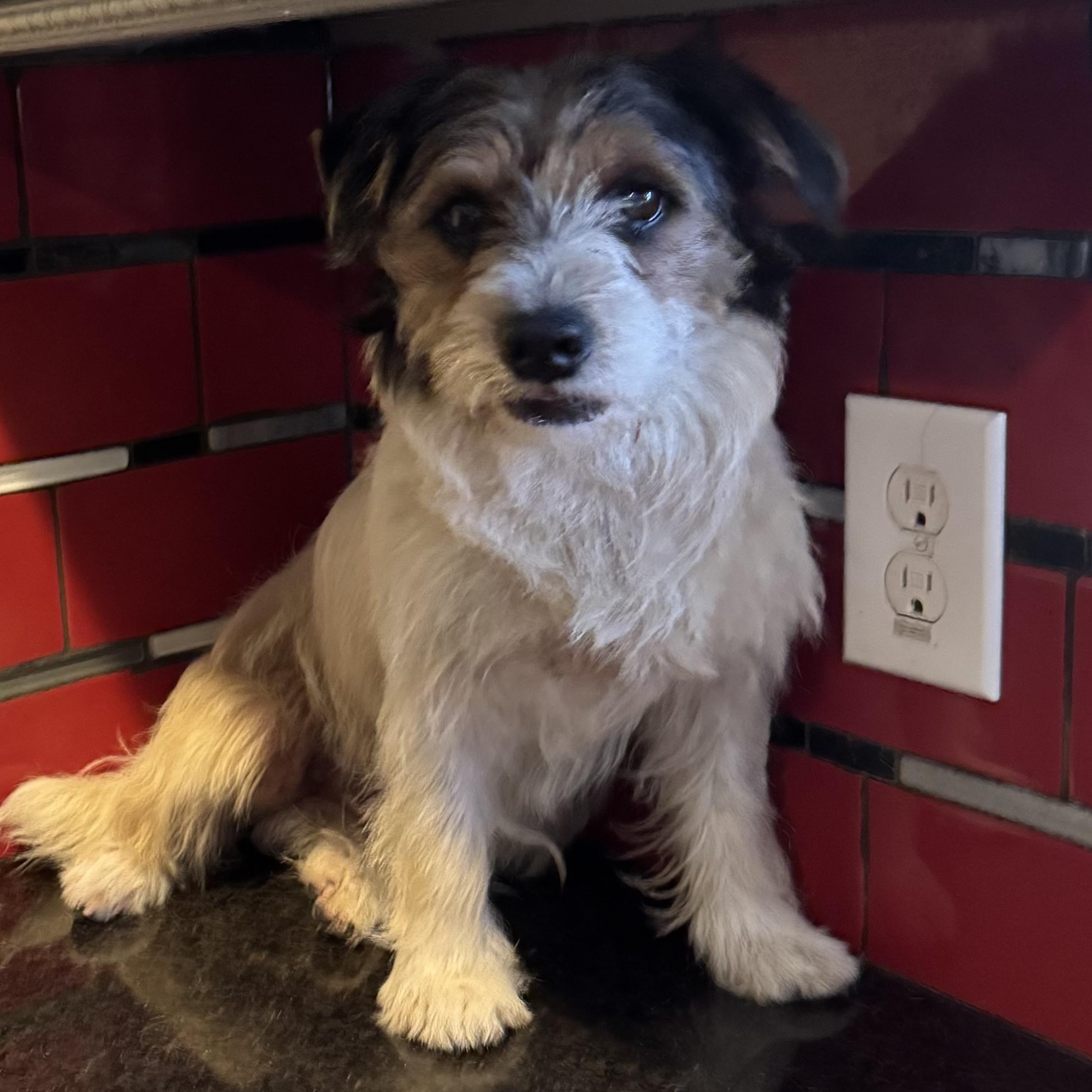 Dog for adoption - Snoopy, a Morkie in Dallas, TX | Petfinder