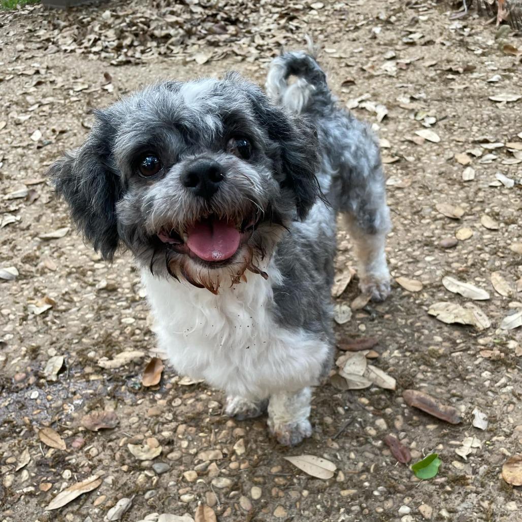 Dog for adoption - Sam DHH, a Shih Tzu in Southampton, PA | Petfinder