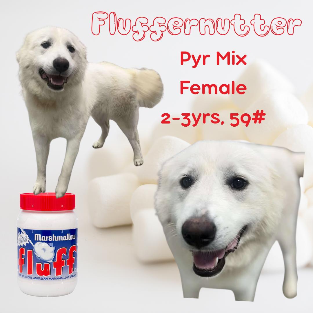 Dog for adoption - Fluffernutter, a Great Pyrenees Mix in Bardstown, KY ...