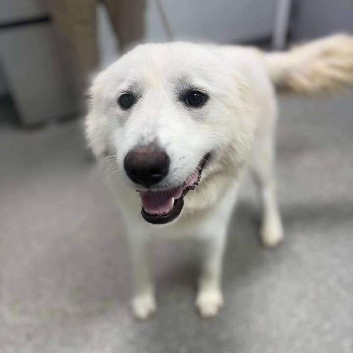 Dog for adoption - Fluffernutter, a Great Pyrenees Mix in Bardstown, KY ...