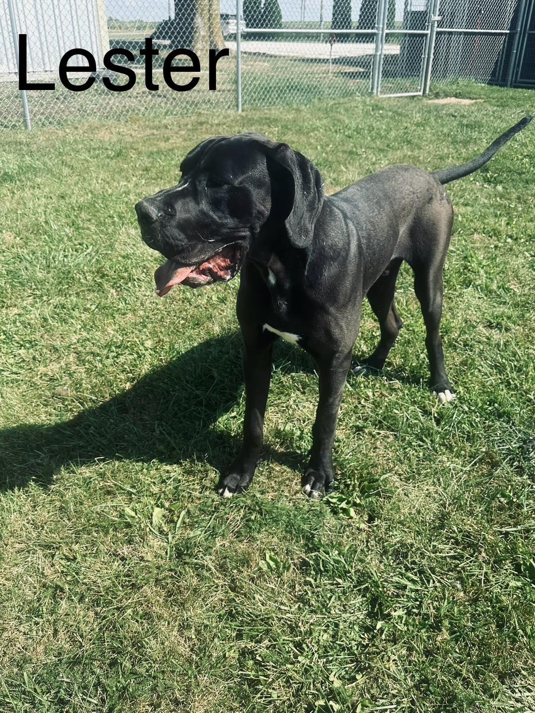 Dog for adoption - Lester, a Great Dane in Attica, IN | Petfinder