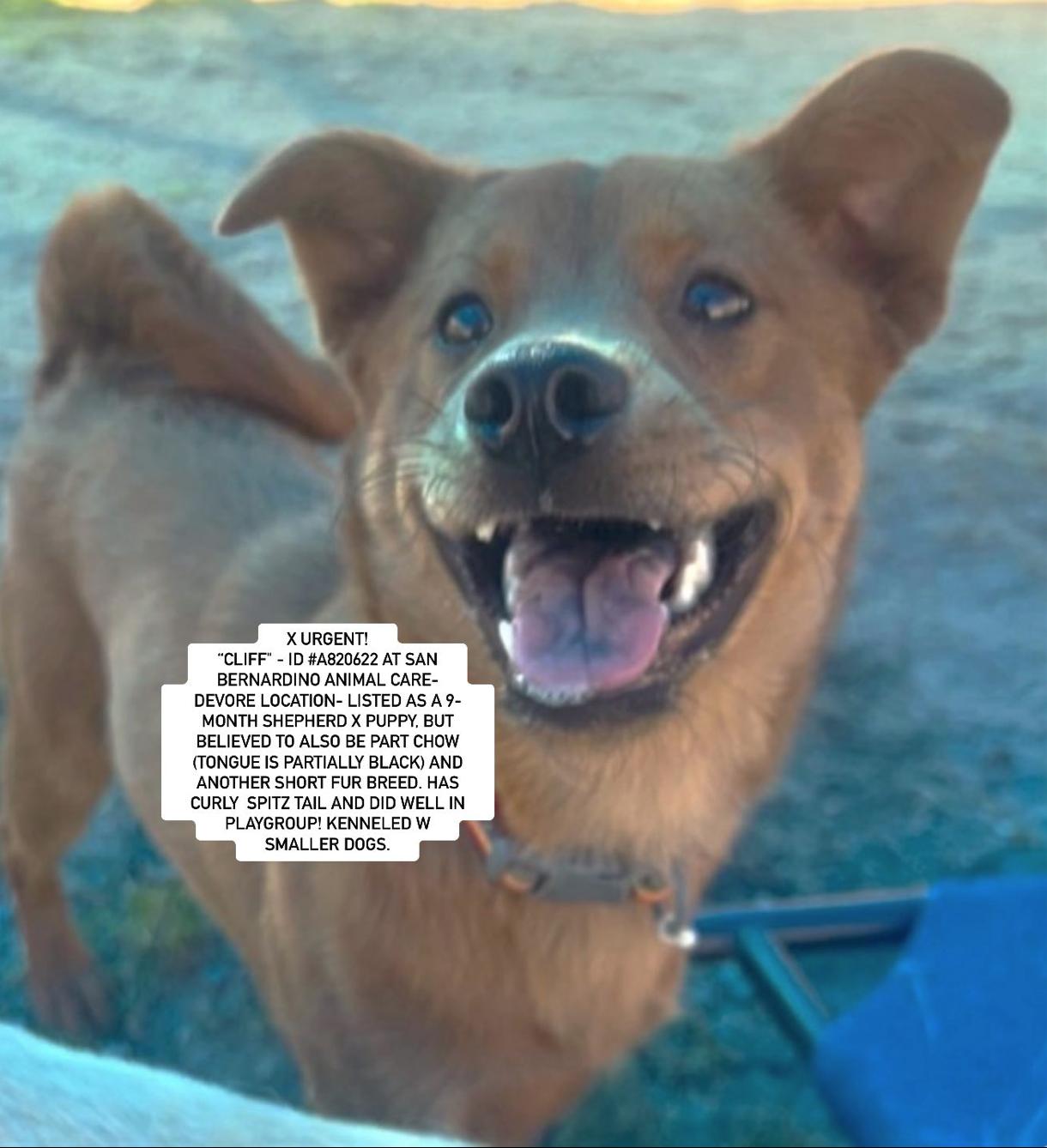 Dog for adoption - CLIFF, a Chow Chow & Jindo Mix in riverside, CA ...