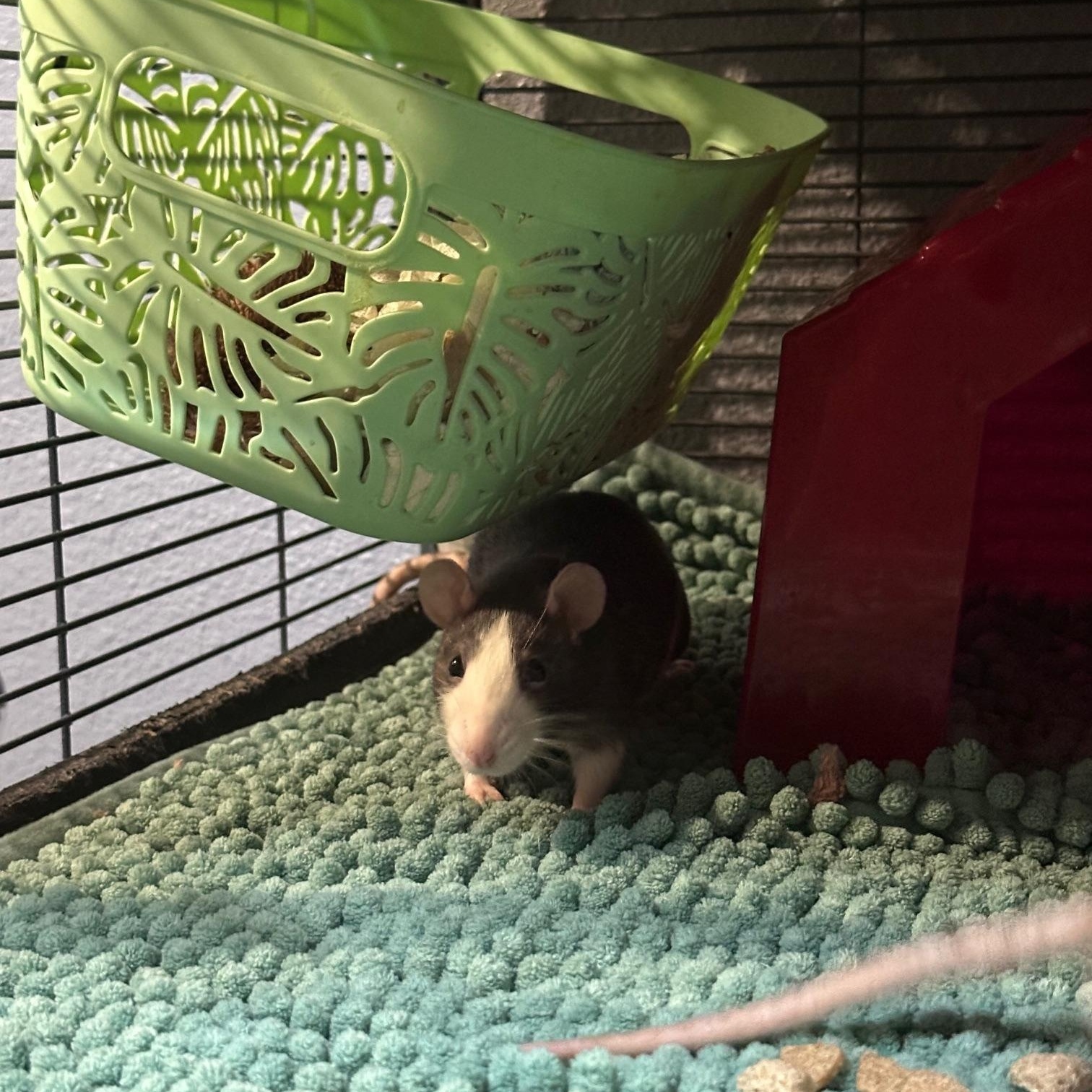 Rat for adoption - Prue, a Rat in Irvine, CA | Petfinder