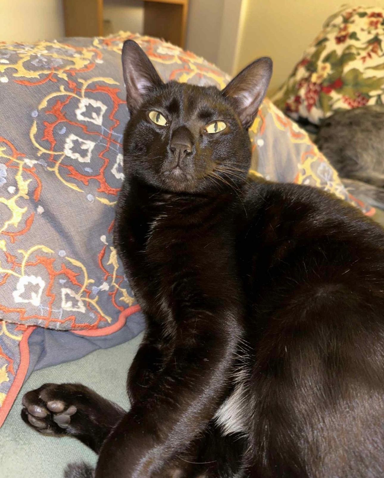 Cat for adoption - Zaza, a Bombay Mix in Round Rock, TX | Petfinder