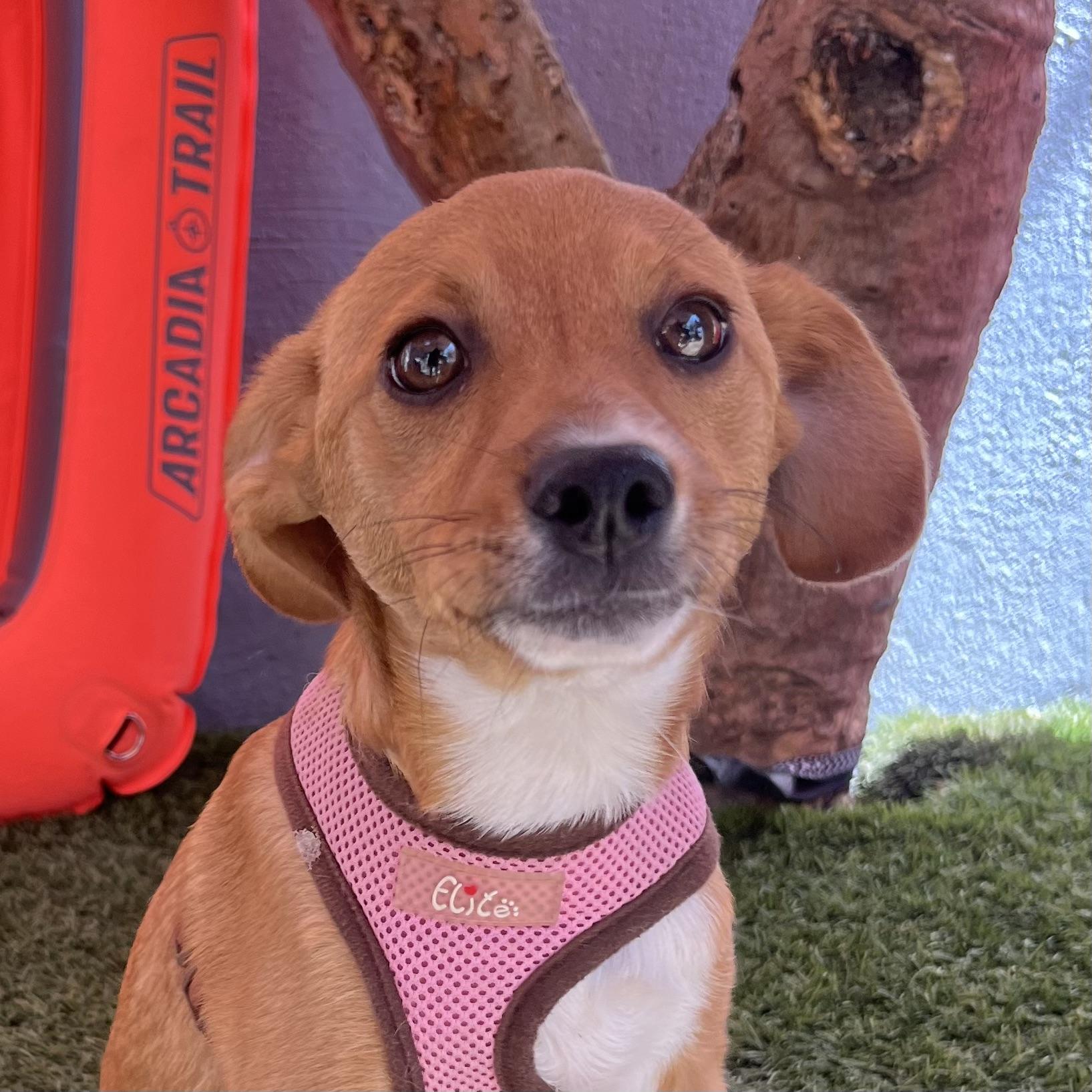 Dog for adoption - Little Star, a Labrador Retriever & Beagle Mix in ...