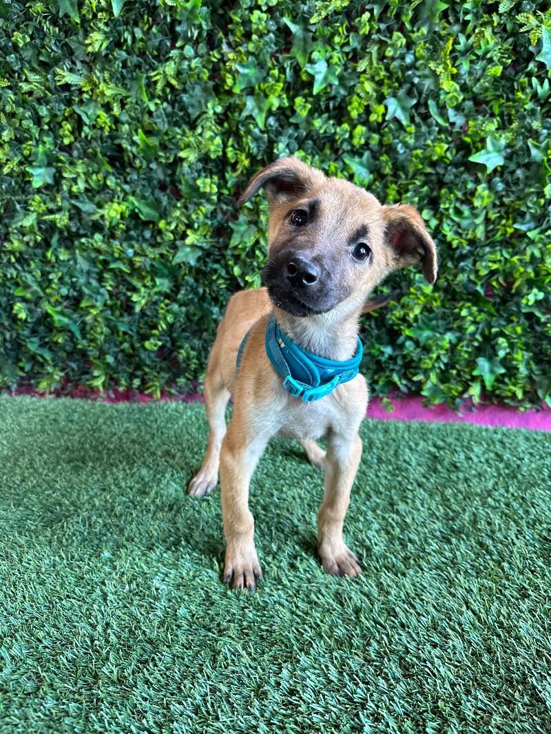 Dog for adoption - Rooster, a Shepherd & Labrador Retriever Mix in ...