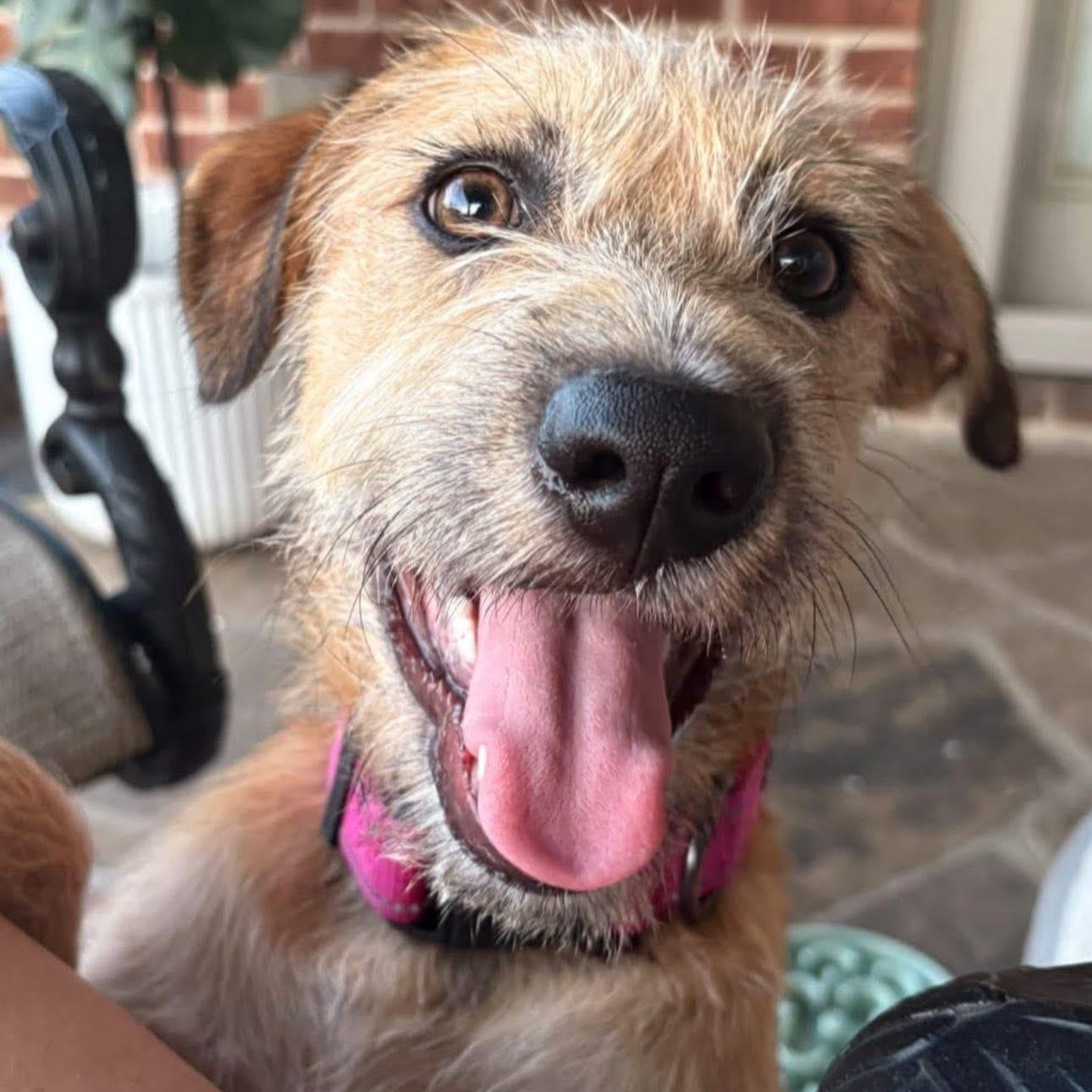 Dog for adoption - Maddie, a Schnauzer Mix in Rockwall, TX | Petfinder