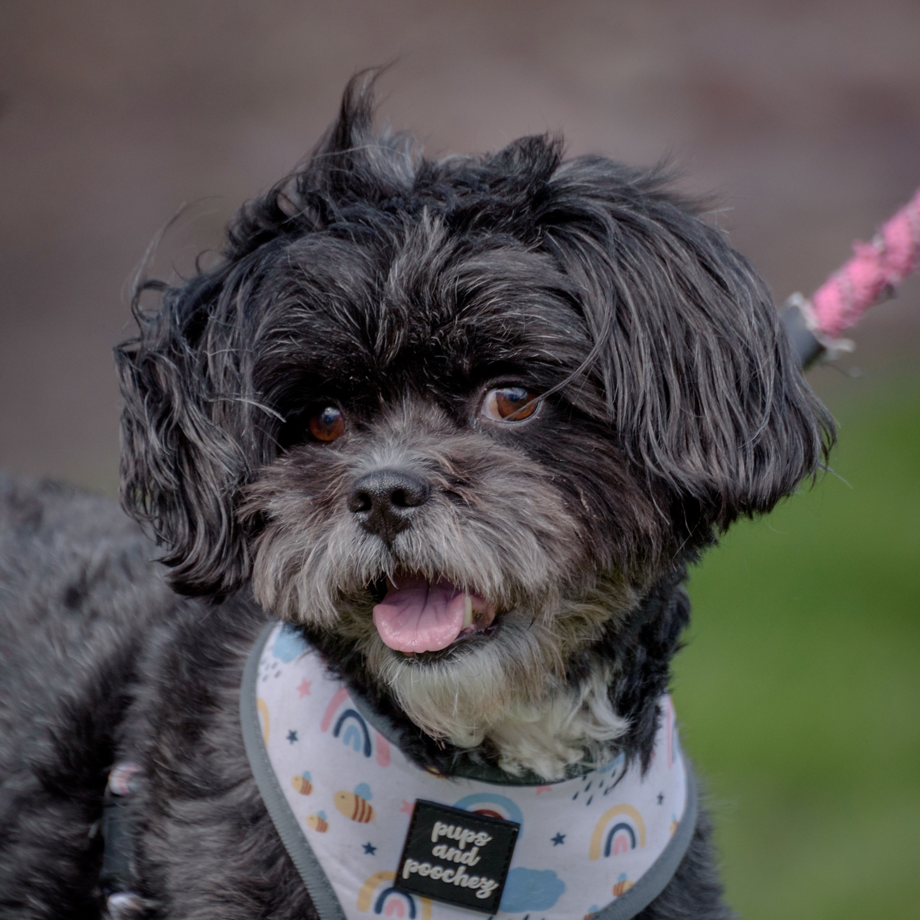 Our Animals — Animal Alliance