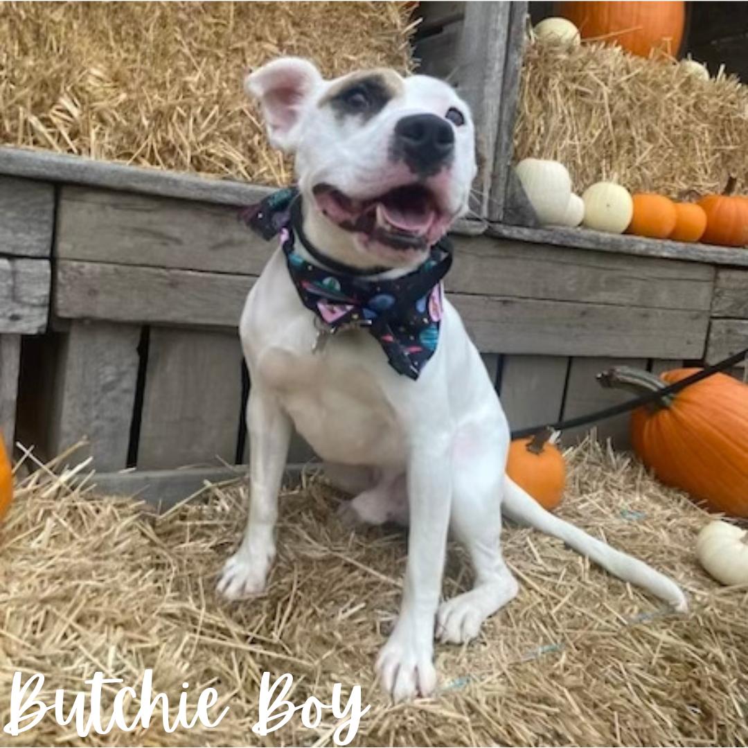 Dog for adoption - Butchie Boy, a Terrier & American Bulldog Mix in ...