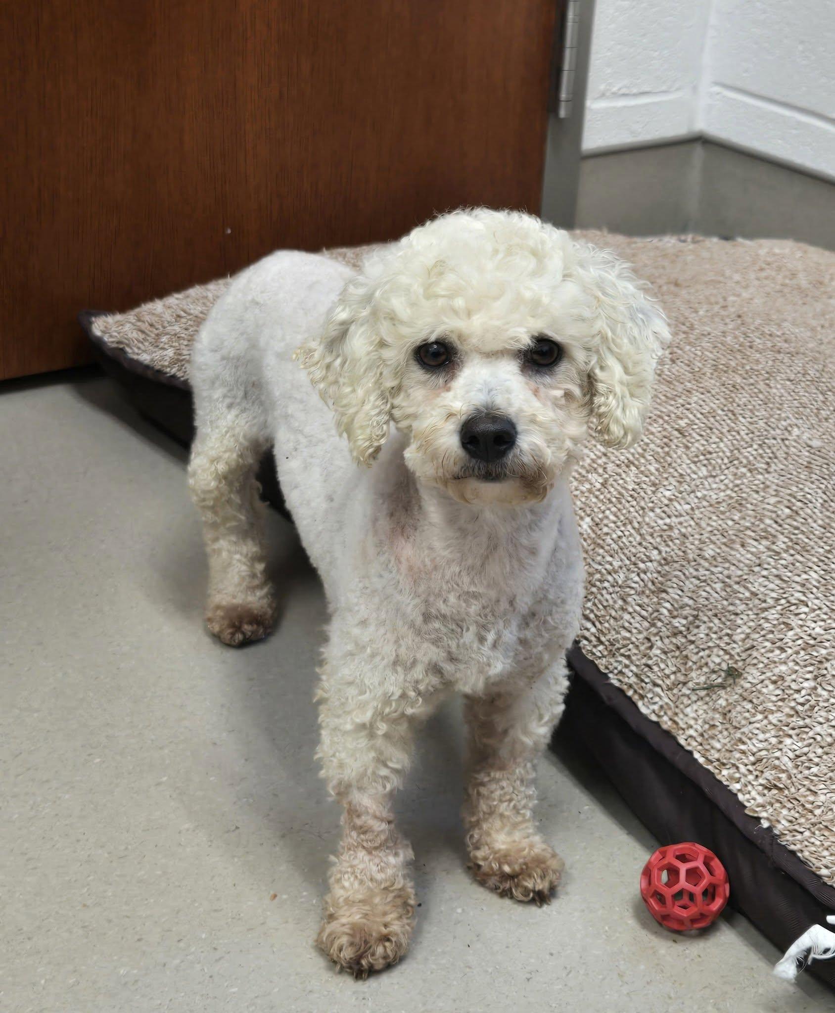Dog for adoption - Aisha, a Bichon Frise in Maidens, VA | Petfinder