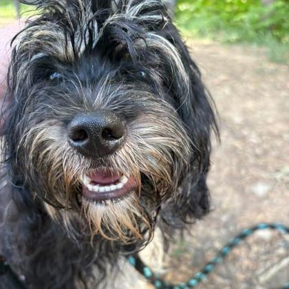 Cleo - Adoptable Pet | Petfinder | Petfinder