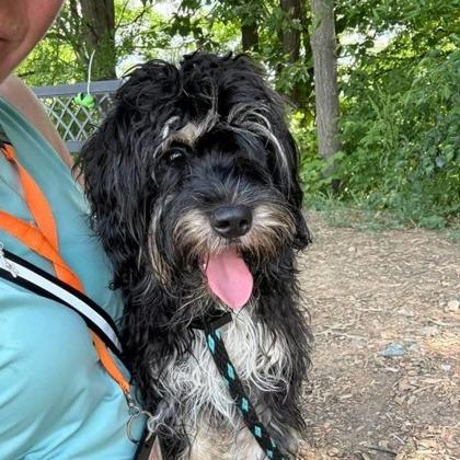 Cleo - Adoptable Pet | Petfinder | Petfinder