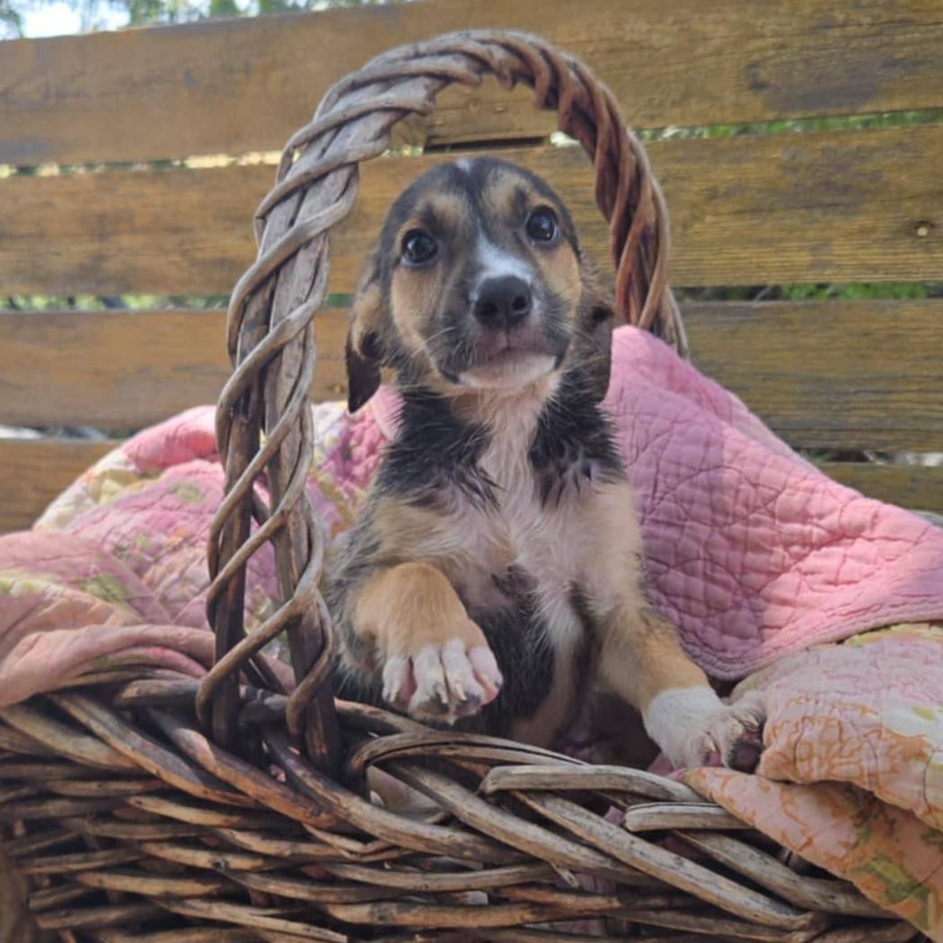 Dog for adoption - Poppy, a German Shepherd Dog & Labrador Retriever ...