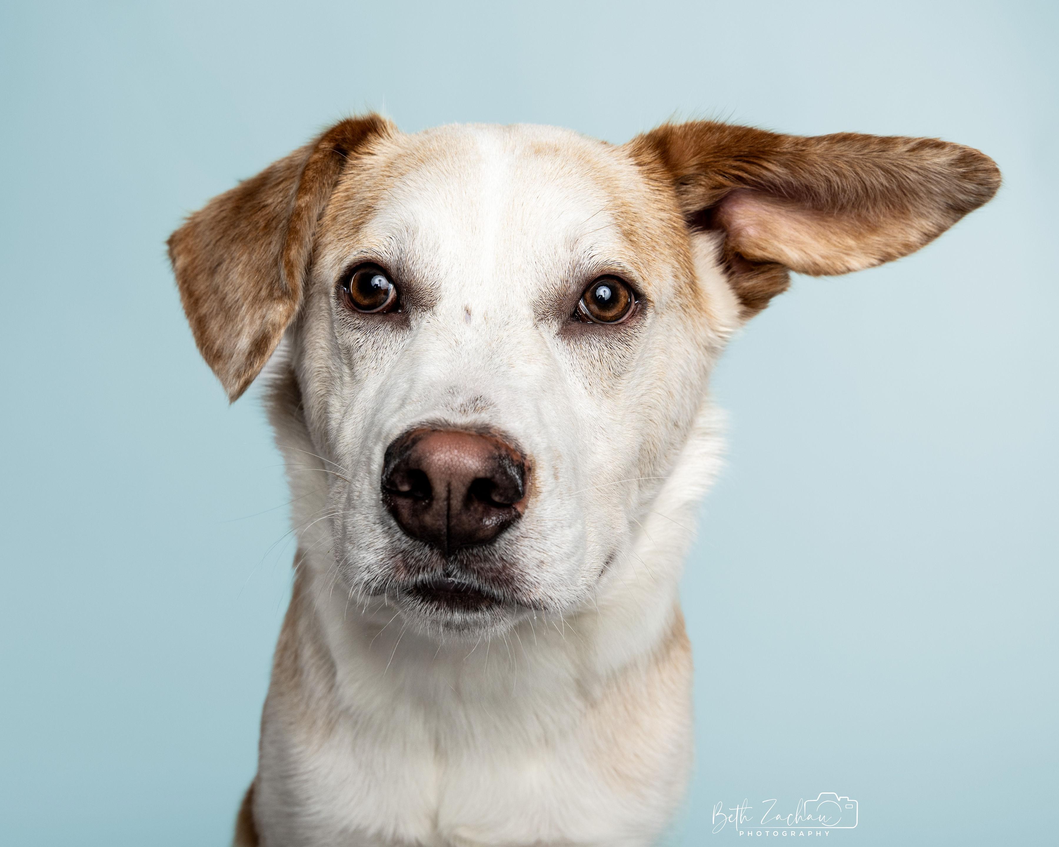 Dog for adoption - Colin, a Golden Retriever & Labrador Retriever Mix ...