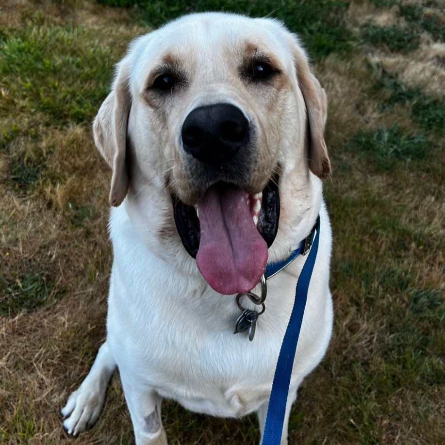 Dog for adoption - Earl *Courtesy Post*, a Yellow Labrador Retriever in ...