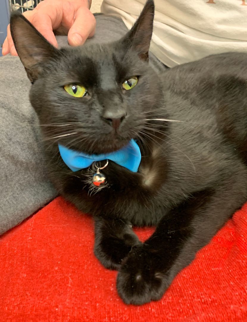 Cat for adoption - Elliot, a Domestic Short Hair in El Sobrante, CA ...